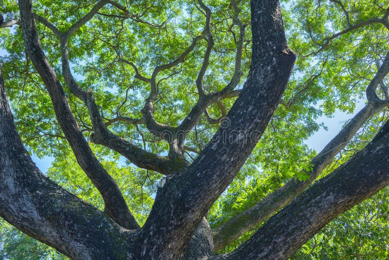 Bottom View of Tree in Jungle and Lighting of Morning.forest and ...