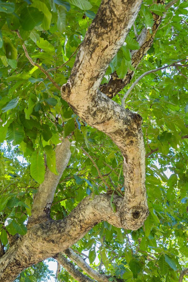 Bottom View of Tree in Jungle and Lighting of Morning.forest and ...