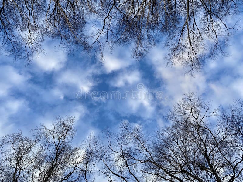 Bottom View of Tree Tops without Leaves, Blue Sky and White Clouds ...