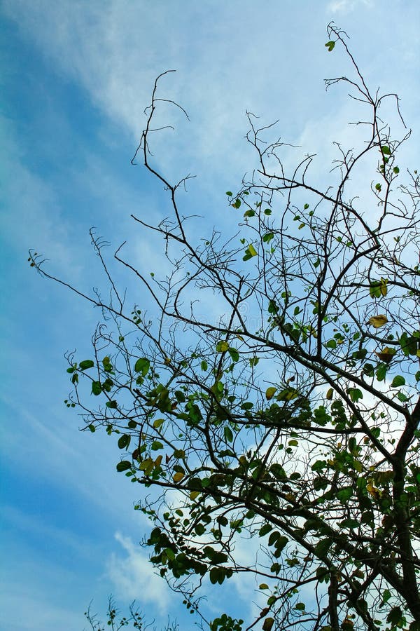 Bottom View of the Tree and Tree Leaves with Backlit from Sunlight and ...