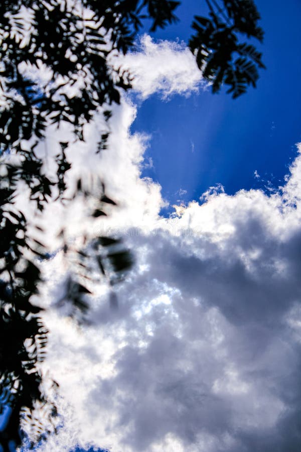 Bottom View of the Tree and Tree Leaves with Backlit from Sunlight and ...
