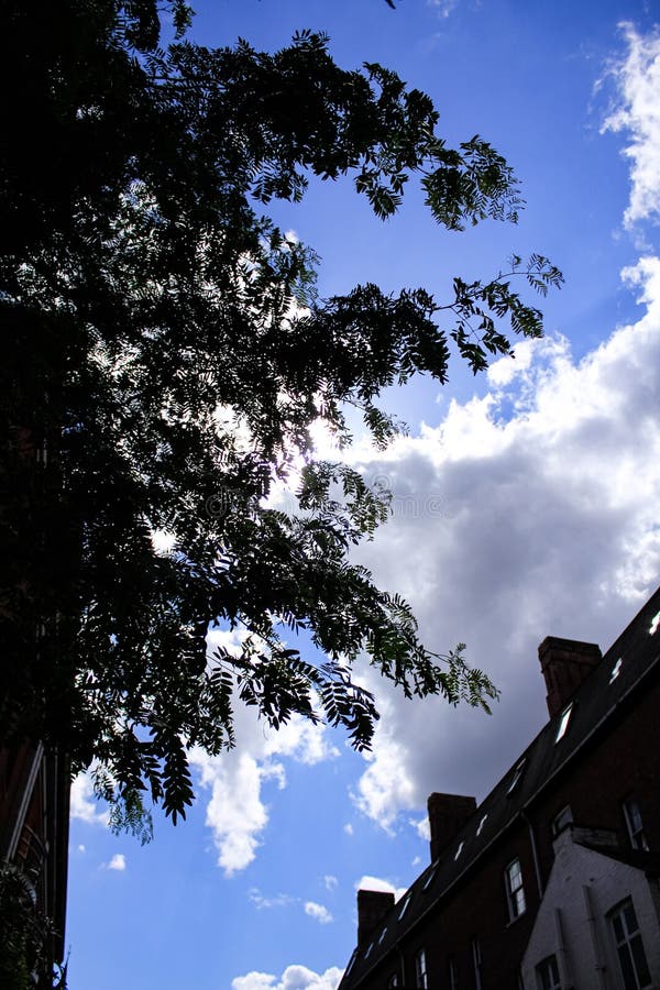 Bottom View of the Tree and Tree Leaves with Backlit from Sunlight and ...