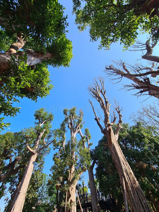 Bottom View of Tree Trunk To Green Leaves of Big Tree Stock Photo ...