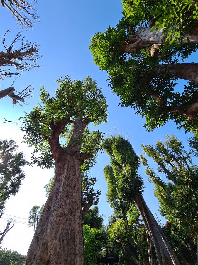 Bottom View of Tree Trunk To Green Leaves of Big Tree Stock Image ...