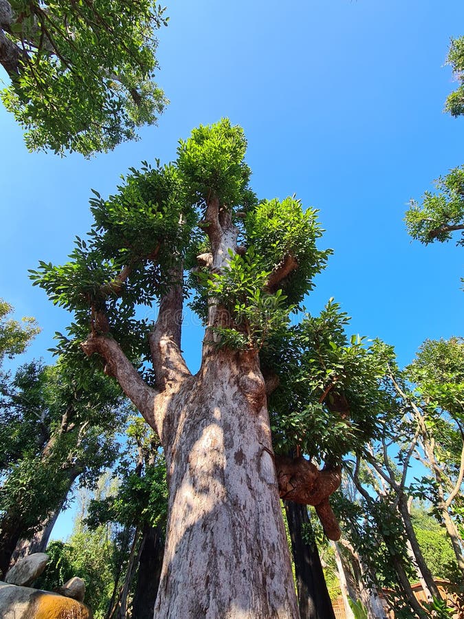 Bottom View of Tree Trunk To Green Leaves of Big Tree Stock Photo ...