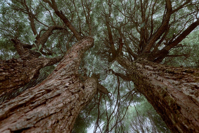 Bottom View of the Tree with White Sky Background. Stock Image - Image ...