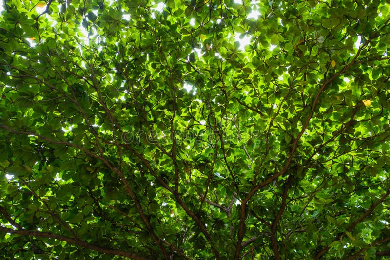 Bottom View of Trees, Branches, Lush Green Leaves Stock Photo - Image ...