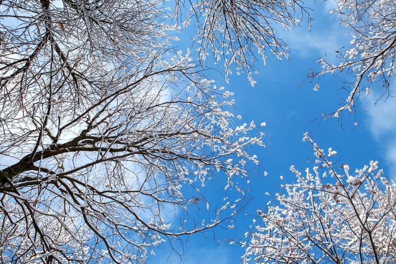 Bottom View of Trees Covered with Snow in Forest Stock Image - Image of ...