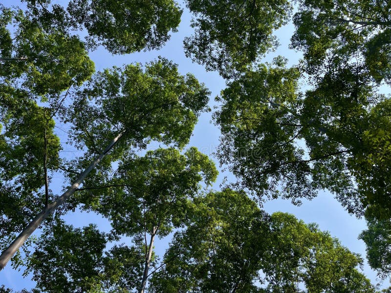 Bottom View of Trees in the Forest Against the Sky Stock Image - Image ...