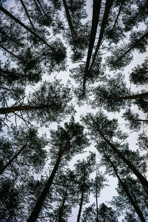 Bottom View of Trees in Pine Forest in Autumn. Stock Photo - Image of ...