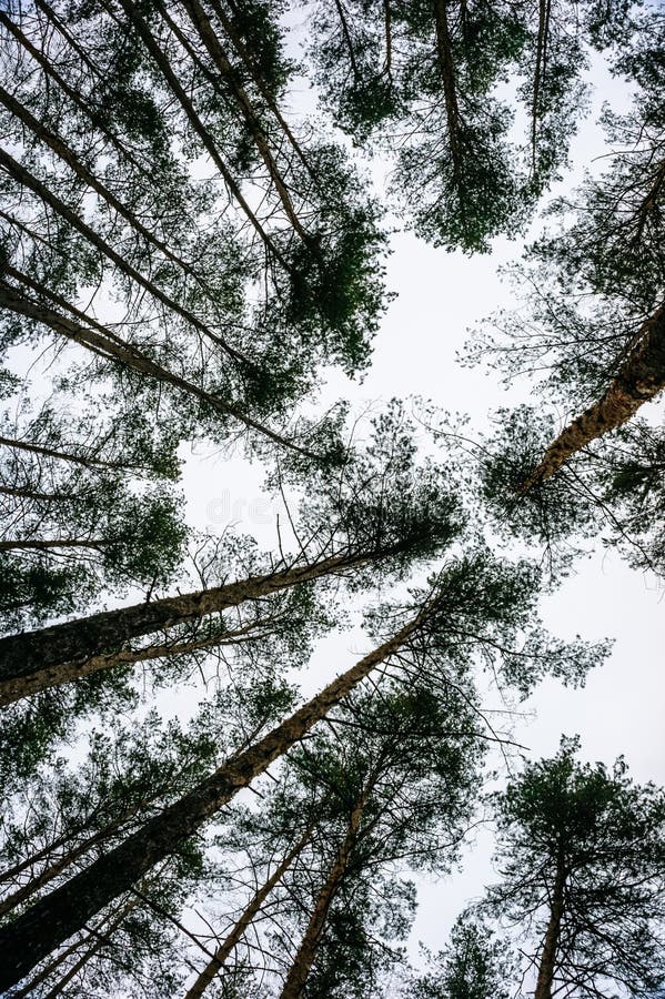 Bottom View of Trees in Pine Forest in Autumn. Stock Photo - Image of ...