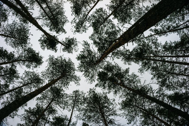 Bottom View of Trees in Pine Forest in Autumn. Stock Photo - Image of ...