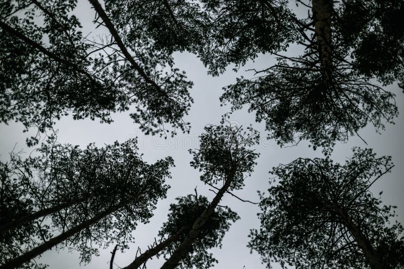 Bottom View of Trees in Pine Forest in Autumn. Stock Photo - Image of ...