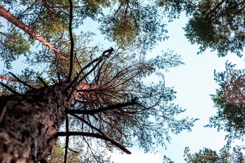 Bottom View of Trees in Pine Forest Stock Photo - Image of brightly ...