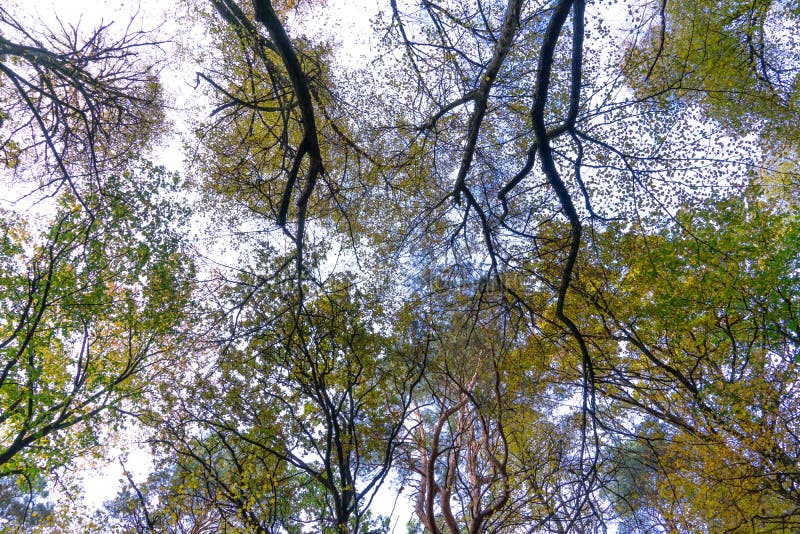 Bottom View of the Treetops in the Autumn Forest. Autumn Forest ...