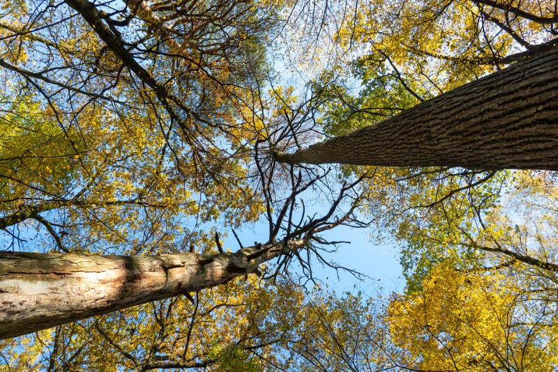 Bottom View of the Treetops in the Autumn Forest. Autumn Forest ...