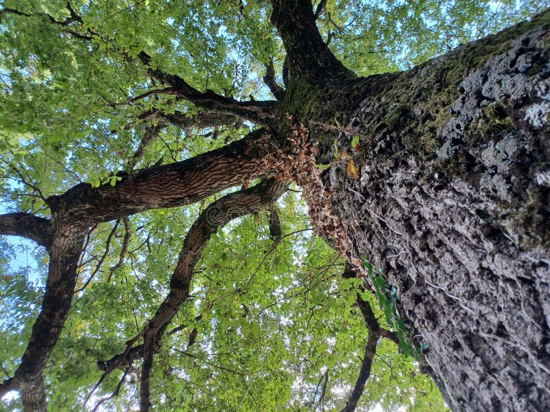 Bottom View of the Trunk and Canopy of a Large Green Tree Stock Image ...