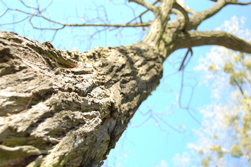 Bottom View of the Trunk of Tree in Early Spring Stock Image - Image of ...