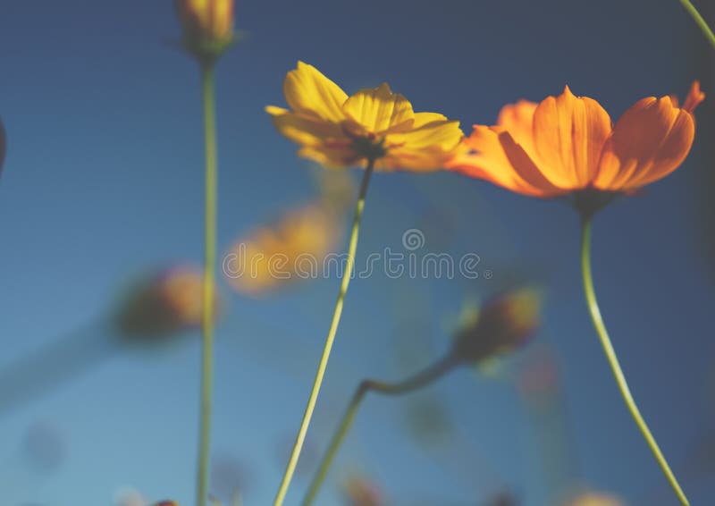 Bottom View of Yellow Cosmos Flowers Stock Image - Image of mountains ...