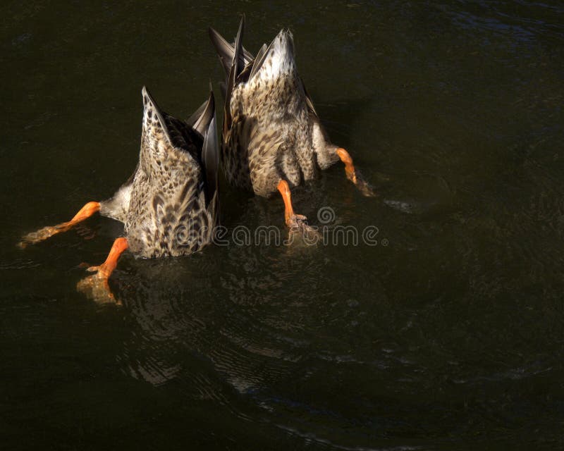 Bottoms up! stock image. Image of ducktail, flipper, hawaiian - 13714407