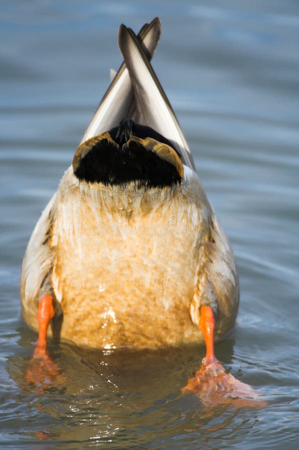 Bottoms up. stock image. Image of duck, bottom, bird, exposed - 631355