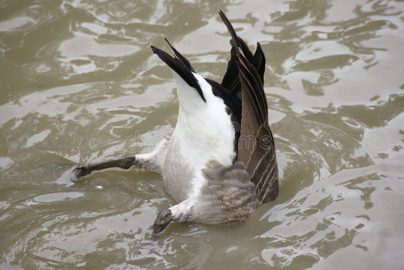Bottoms Up stock photo. Image of goose, searching, bird - 44989762