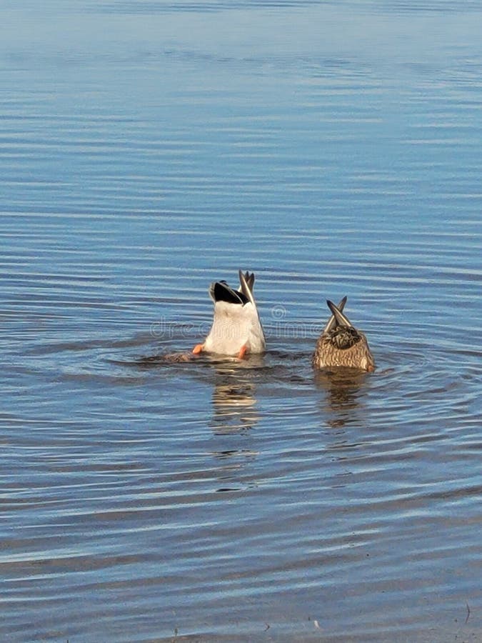 Bottoms up Ducks stock image. Image of yellow, ducks - 218026409