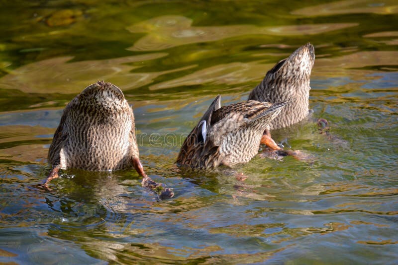 Bottoms Up stock photo. Image of washington, three, summit - 41853766