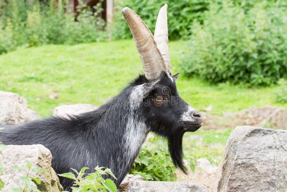 Bouc photo stock. Image du sauvage, fourrure, bétail - 76564414