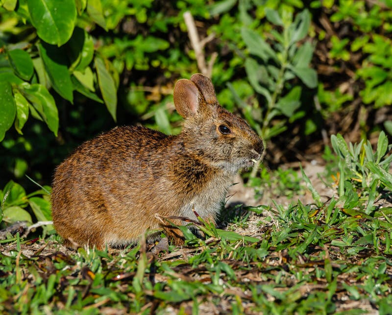 342 Photos de Bouche Et Nez De Lapin - Photos de stock gratuites et ...