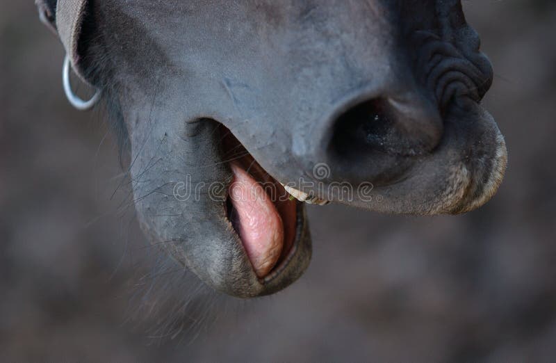 Fermez-vous Du Nez Et De La Bouche De Cheval Photo stock - Image du ...