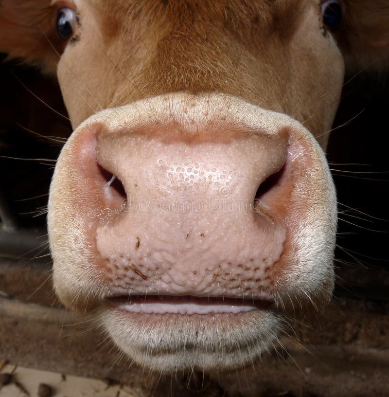 Bouche et nez de vaches photo stock. Image du details - 10244418