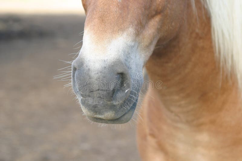 Bouche/nez De Cheval Picture. Image: 71430