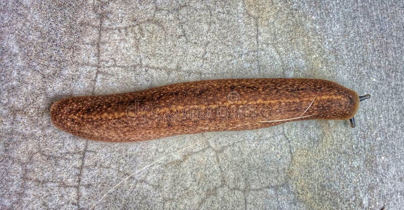 Boue, ou limace terrestre image stock. Image of lingot - 160910083