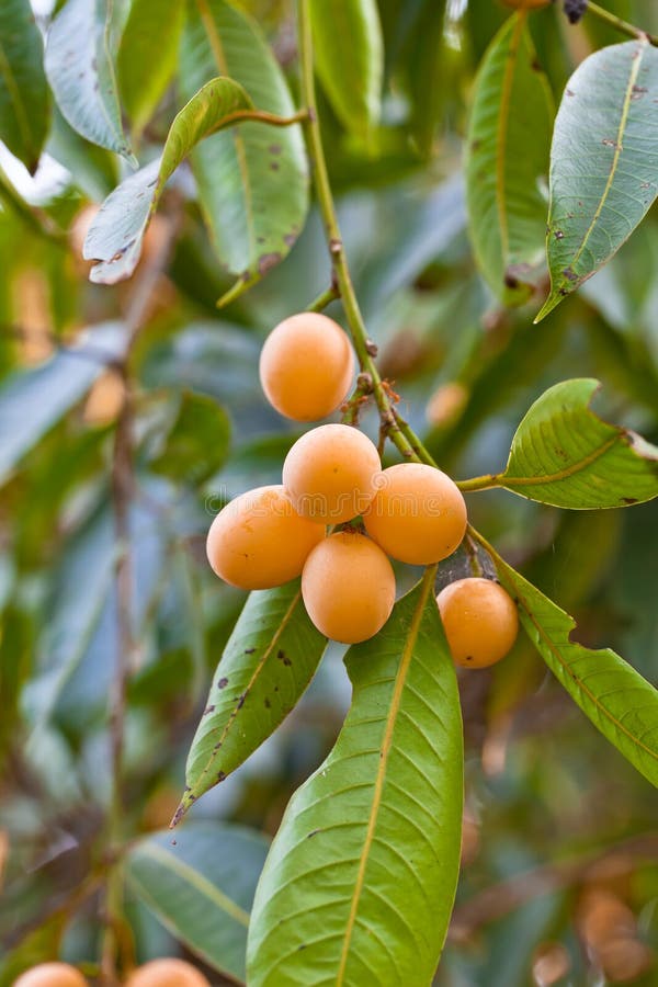 Bouea MacrophyllaGriffith on Tree Stock Photo - Image of drink, fruit ...