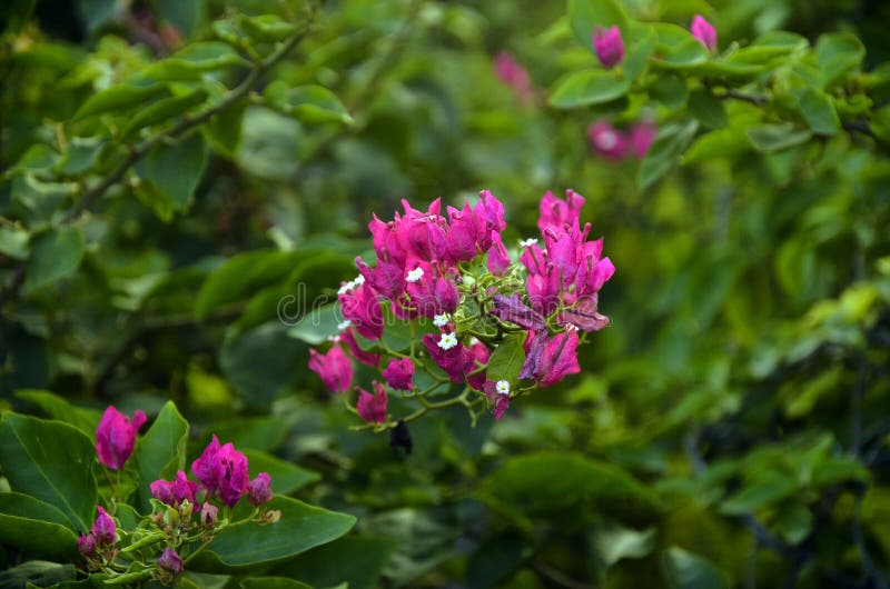 Bougainvillea stock photo. Image of purple, flower, herb - 316482610