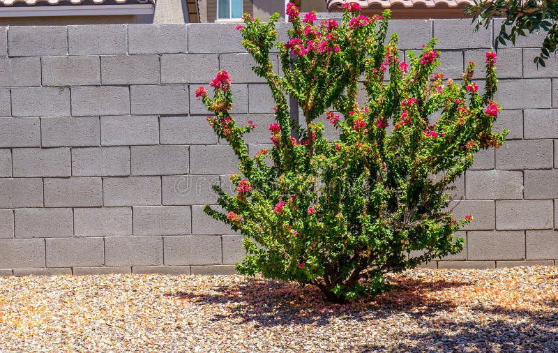 Bougainvillea Bush Rear Yard Stock Photos - Free & Royalty-Free Stock ...