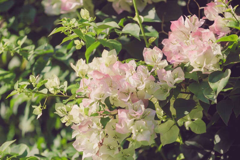 Bougainvillea stock photo. Image of plant, flower, bloom - 33644712