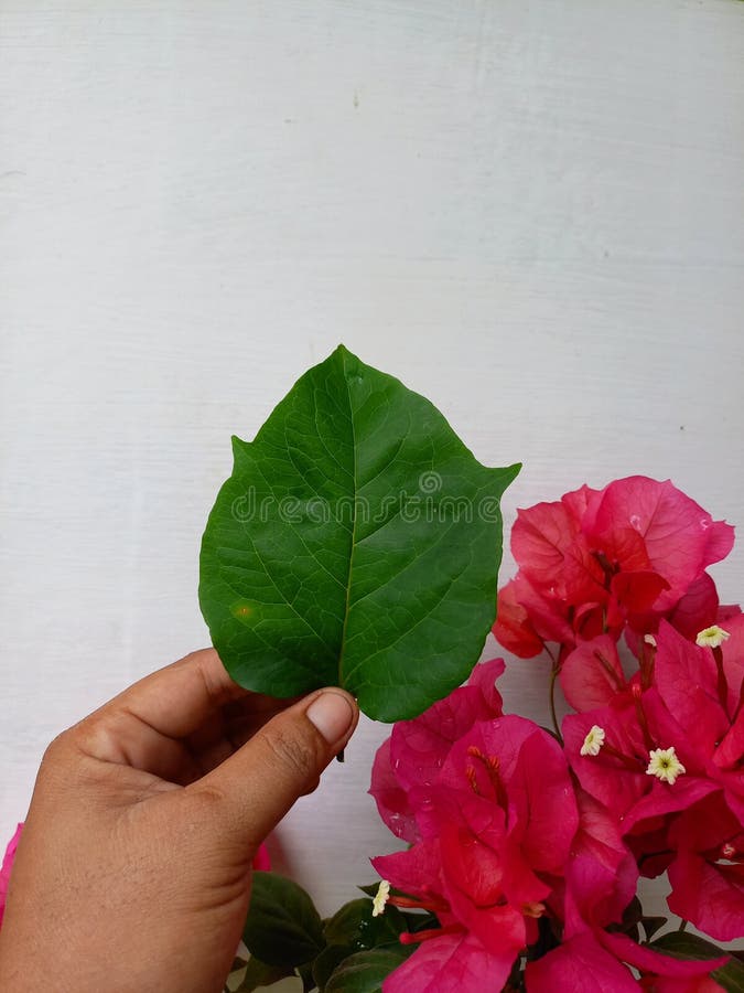 Bougainvillea Duck Feet stock photo. Image of flowers - 261926750