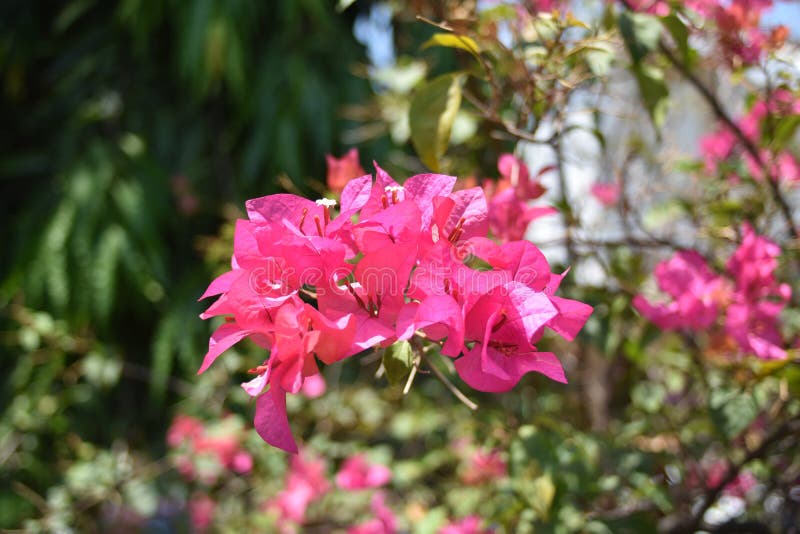 Bagan Bilash Flower Tree In Village Farm House Stock Image - Image of ...