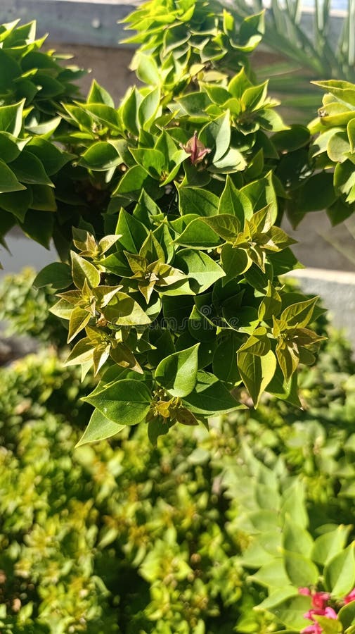 Bougainvillea Glabra - Lesser Bougainvillea, Paperflower Stock Image ...