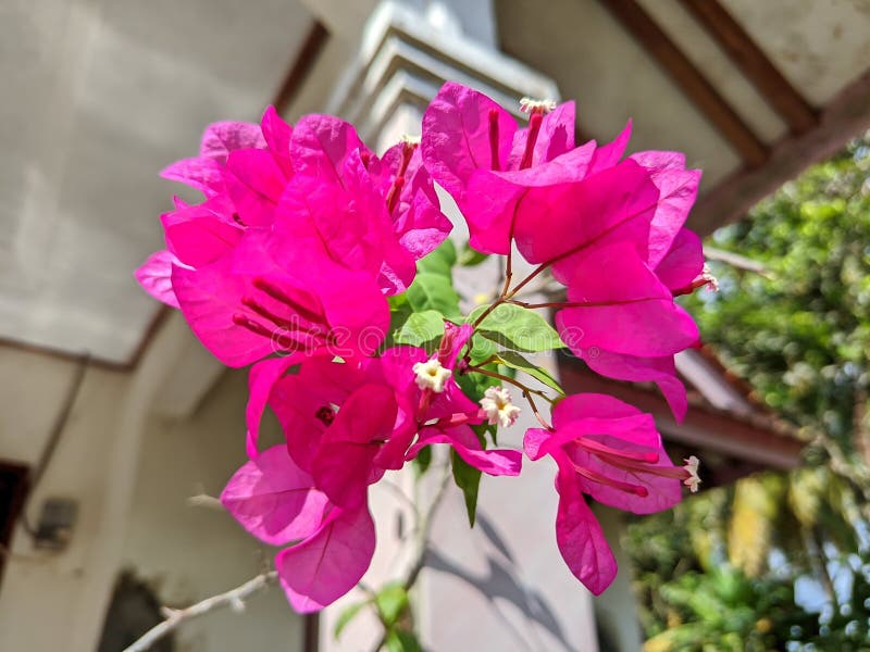 Bougainvillea Glabra or Paper Flower in Bloom Stock Image - Image of ...