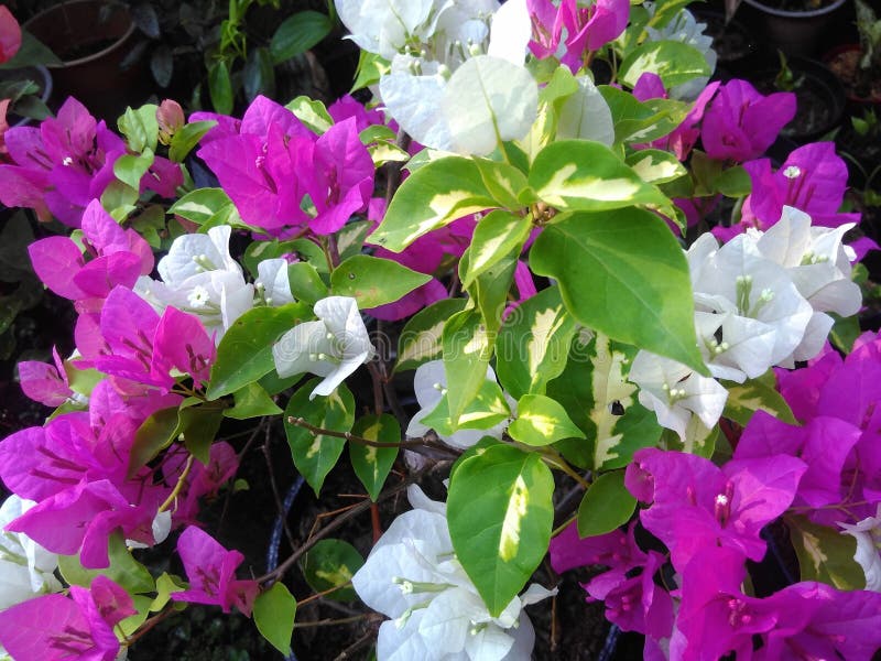 Bougainvillea Paper Flower stock photo. Image of paper - 288124980