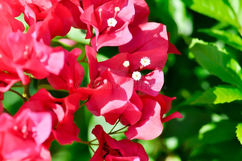 Bougainvillea or Paper Flower , Red Paper Flower Stock Photo - Image of ...