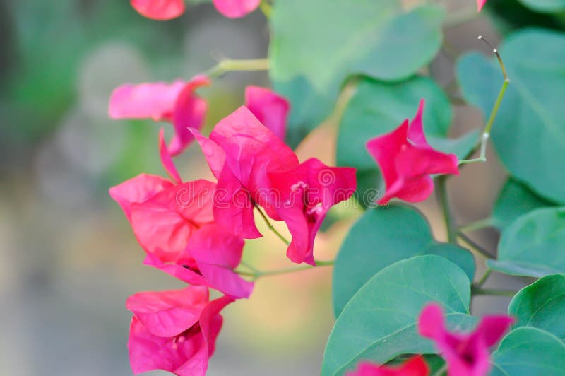 Bougainvillea or Paper Flower , Red Paper Flower Stock Photo - Image of ...