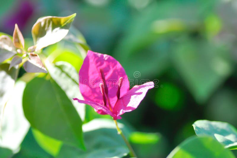 Bougainvillea or Paper Flower , Red Paper Flower Stock Photo - Image of ...