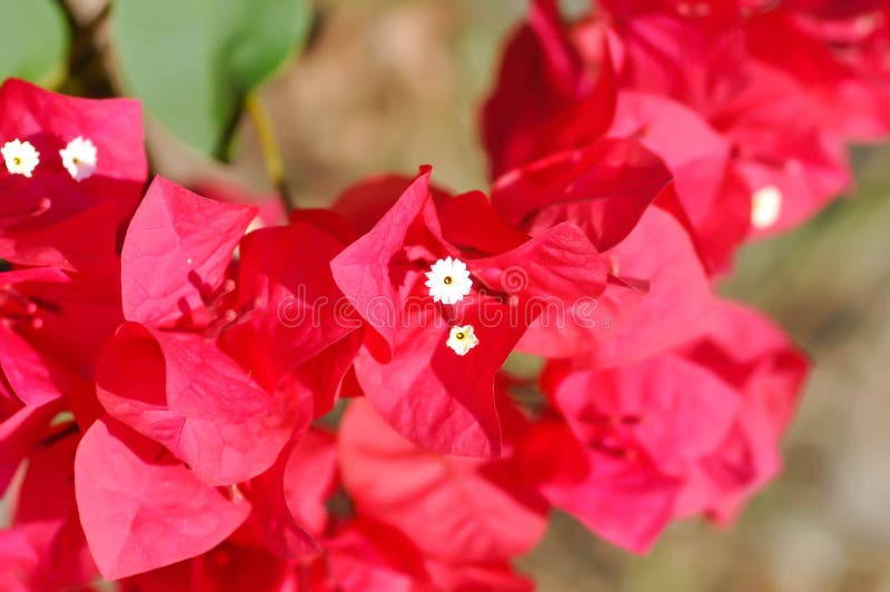 Bougainvillea or Paper Flower , Red Paper Flower Stock Photo - Image of ...