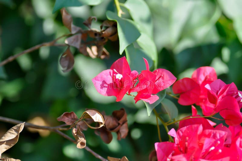 Bougainvillea or Paper Flower , Red Paper Flower Stock Photo - Image of ...