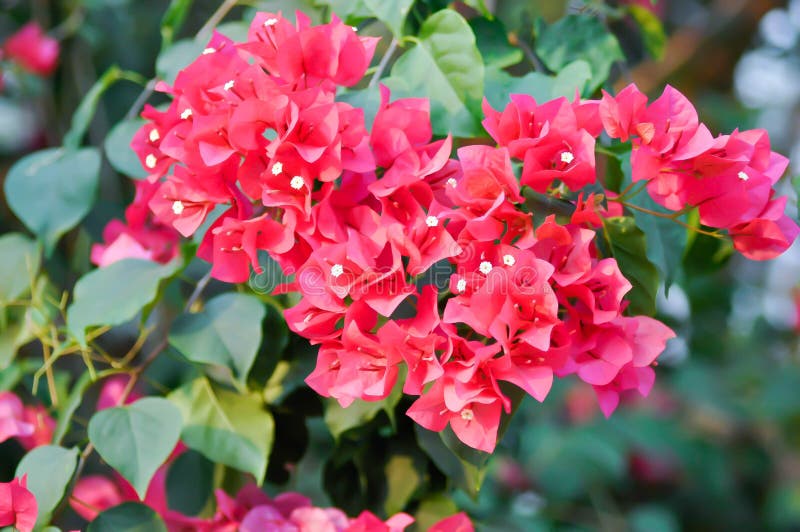 Bougainvillea or Paper Flower , Red Paper Flower Stock Photo - Image of ...