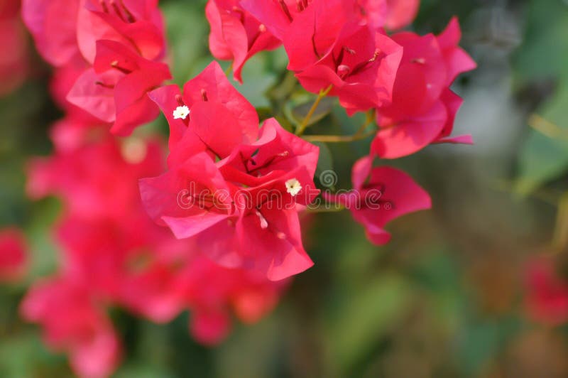 Bougainvillea or Paper Flower , Red Paper Flower Stock Image - Image of ...
